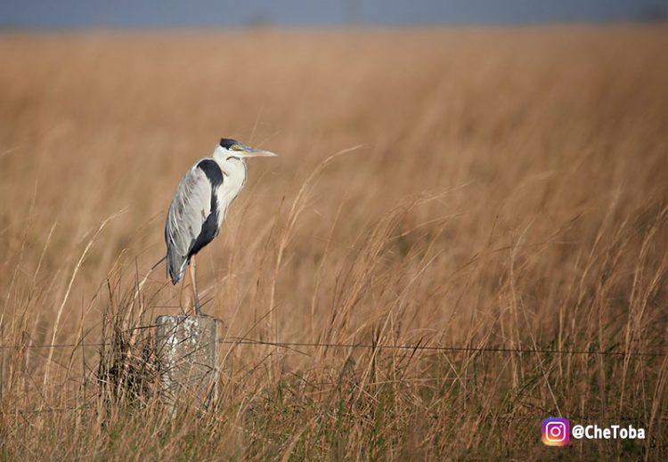 Camino a Colonia Carlos Pellegrini, Corrientes
