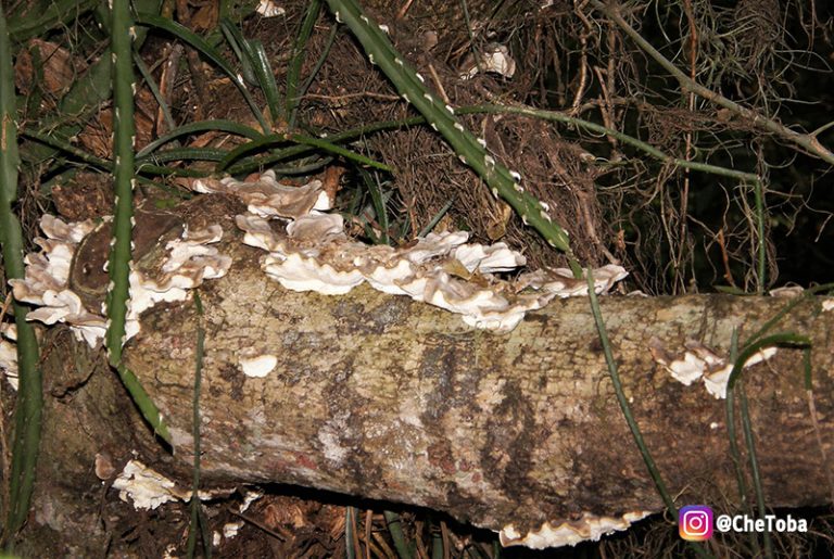 Flora y fauna de los Esteros del Iberá