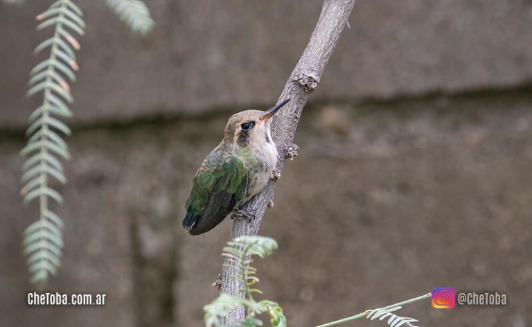 ¿Cómo es el nido de un colibrí?