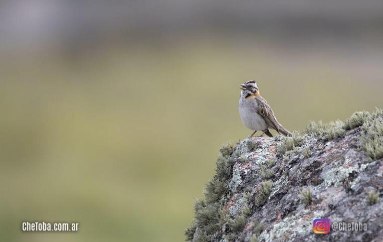 El Chingolo, Subespecies de Argentina