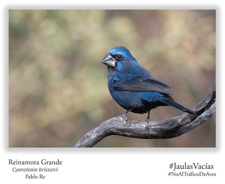 Todas las fotos de la muestra #JaulasVacías